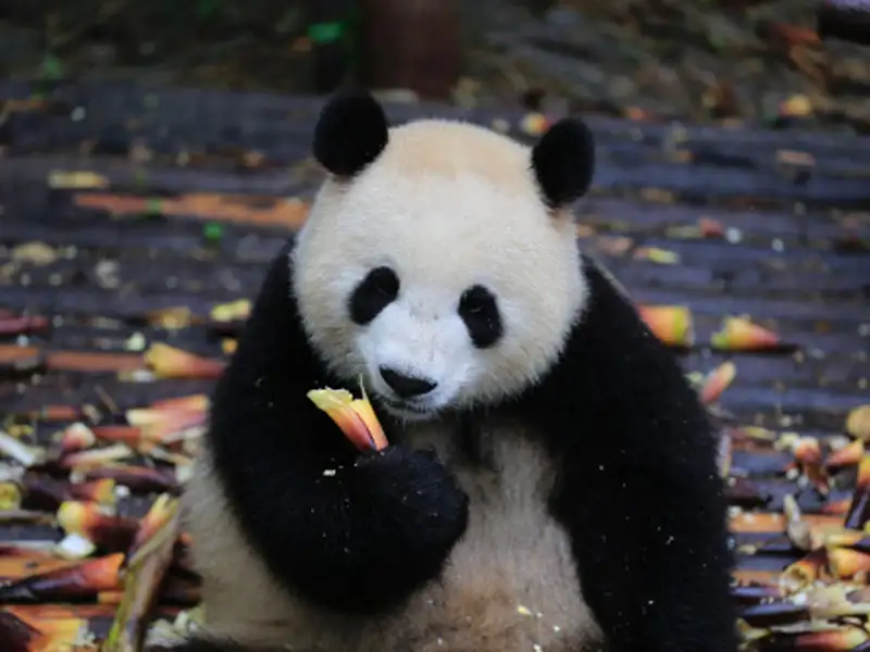 China sends two giant pandas to Germany - The Economic Times