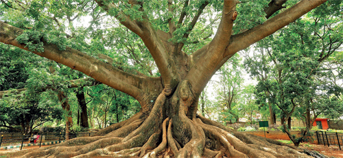 Layers of Lalbagh: From rocks dating back to 3,000 mn years and a ...