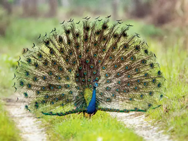 Spotting creatures in the wild: Take an elephant safari or watch the ...