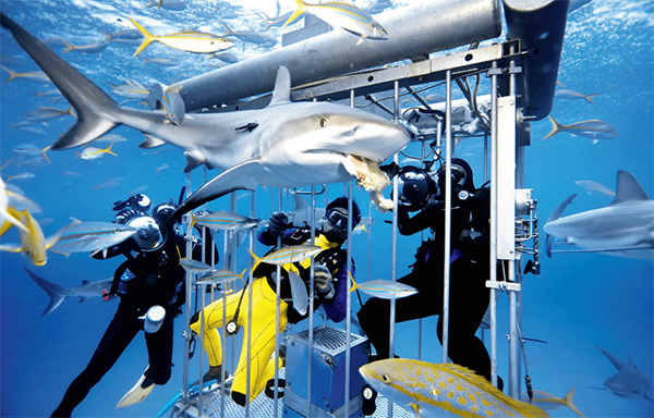 From shark cage diving to bouldering - the list every travel adrenaline ...