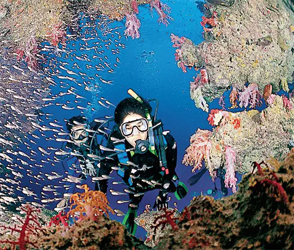 marine life: Meet the natives of the ocean: Go shark cage diving; spot ...