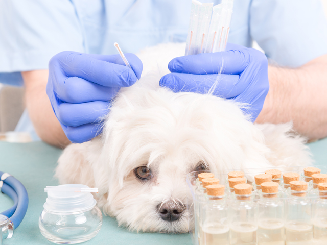 alternative medicine for pets: Not just allopathy: Now parents prefer ...