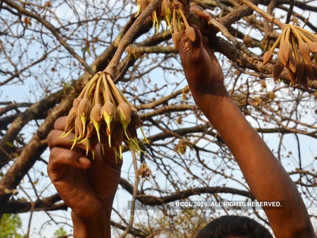 heritage liquors: Brew it the traditional way: India's heritage liquors ...