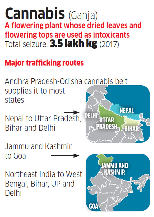 Drugs: Andhra Pradesh's north eastern hilly belt fast becoming cannabis ...