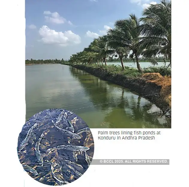 Fish farms to produce nearly two thirds of India's fish supply by 2030 ...