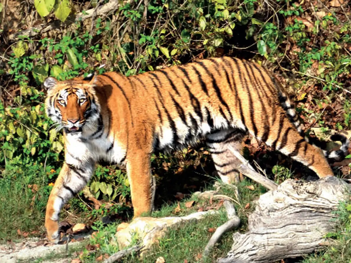 Rani ki vav: From City Palace to Similipal Tiger Reserve: Some quick ...