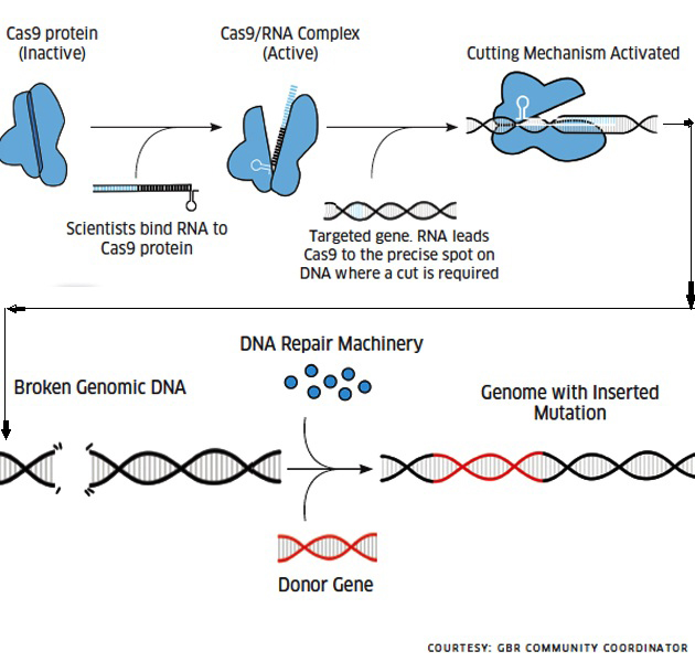 Gene editing: A look at gene editing and why it is controversial - The ...