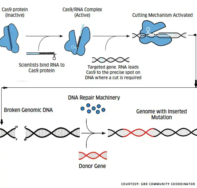 Gene editing: A look at gene editing and why it is controversial - The ...