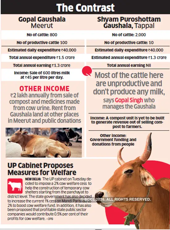 BJP: Tensions among farmers in Uttar Pradesh on the rise as stray cows ...