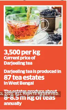 tea: Darjeeling tea rates up 43% as demand rises - The Economic Times