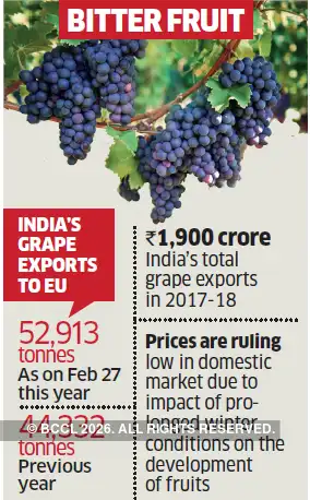 grape: Grape exports to select markets trailing - The Economic Times