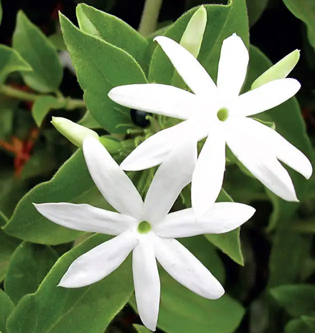 Western chefs are turning scent composers but Indian cuisine has always ...