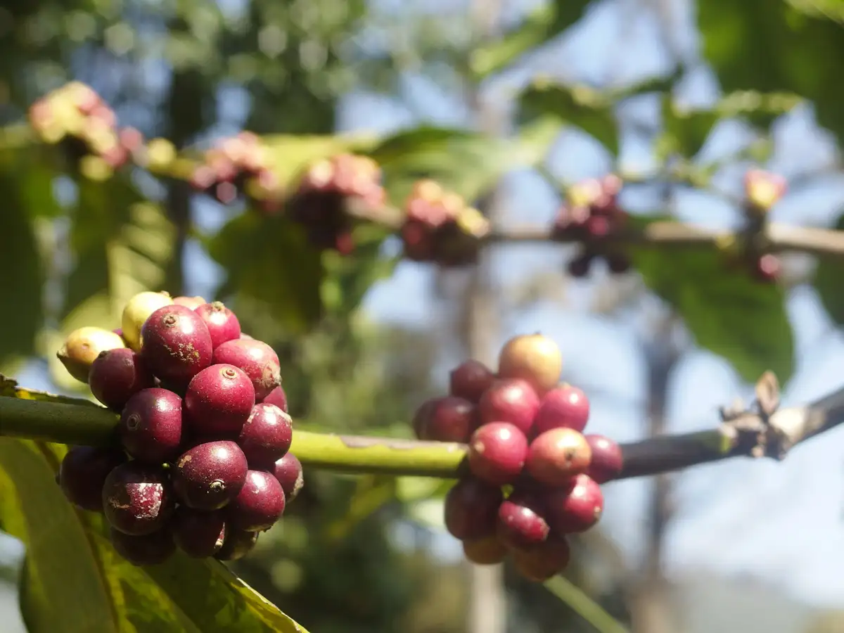 Coorg: From pepper-loaded curries to aromatic coffee: Coorg is the land ...