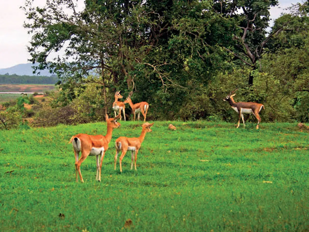 Amarkantak: Enjoy nature photography? A visit to the lush-green ...