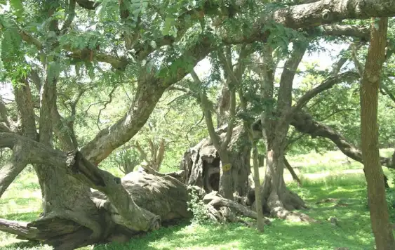 Tree story gets a sour twist: 54-acre tamarind grove near B’luru, among ...