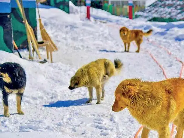 Indian Army: At Kargil post, only animals are welcome from across the ...
