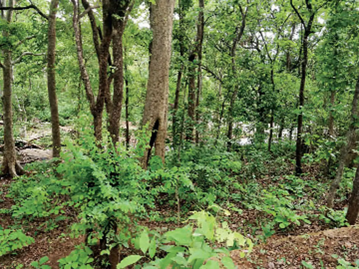 odisha: Waterfalls, wildlife sanctuaries, acres of lush green: Here's a ...