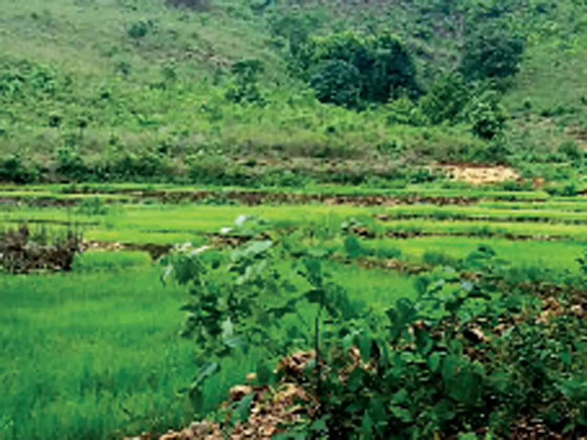 odisha: Waterfalls, wildlife sanctuaries, acres of lush green: Here's a ...