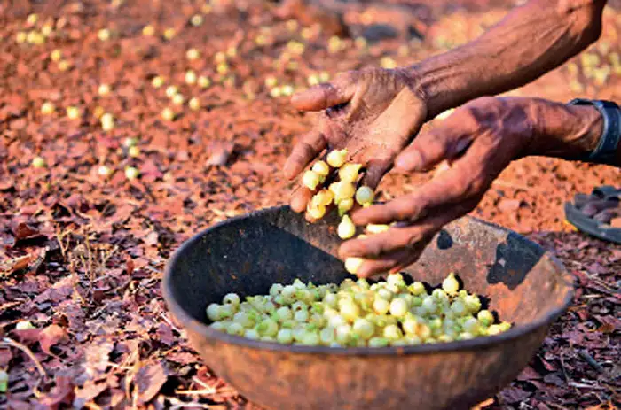 Tribal tours: Exploring the unexplored Chhattisgarh, North East ...