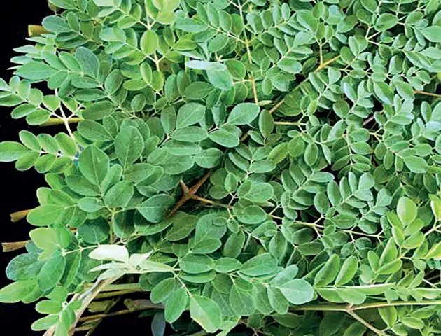 Leafy Heaven: India’s edible greens satiating the rising interest for ...