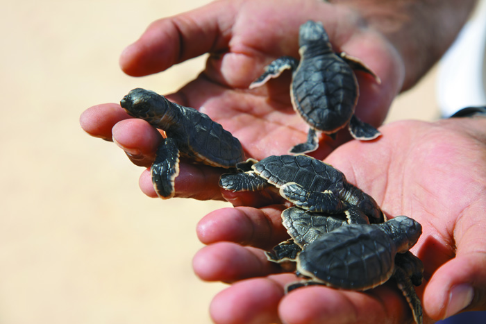 Plan your dream wedding with an Arabian Nights twist at Oman's adults ...