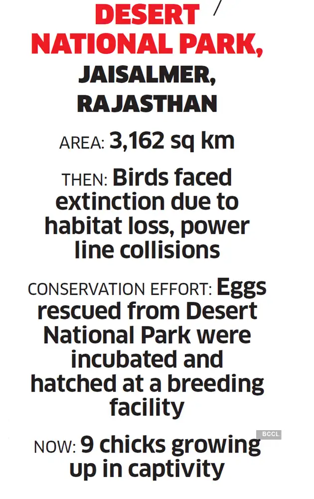 Lease of life: Saving the great Indian bustard bird in the Rajasthan ...