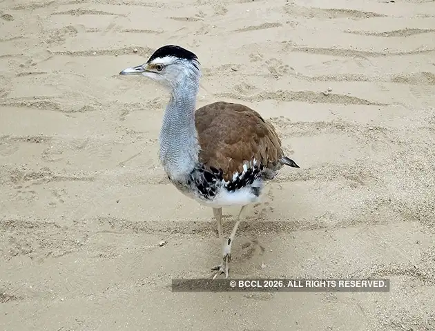 Lease of life: Saving the great Indian bustard bird in the Rajasthan ...