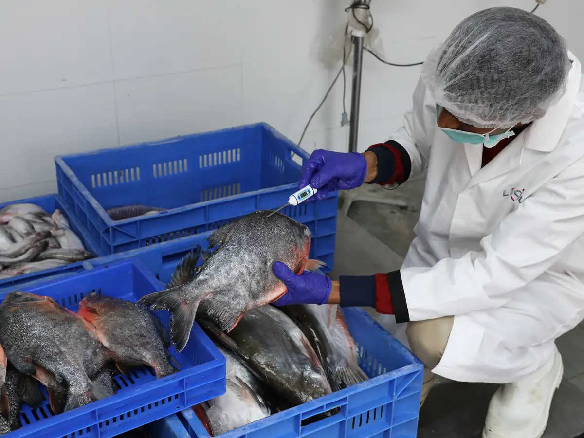 Licious: From airlifting meat to battling misinformation, how Licious ...