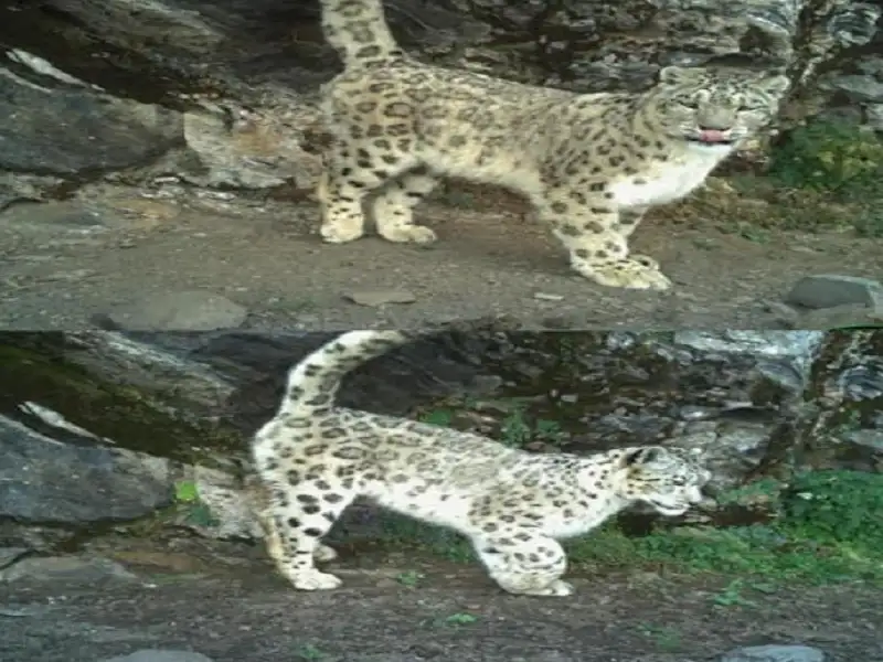 Rare sighting of elusive snow leopards in Kullu sanctuary - The ...