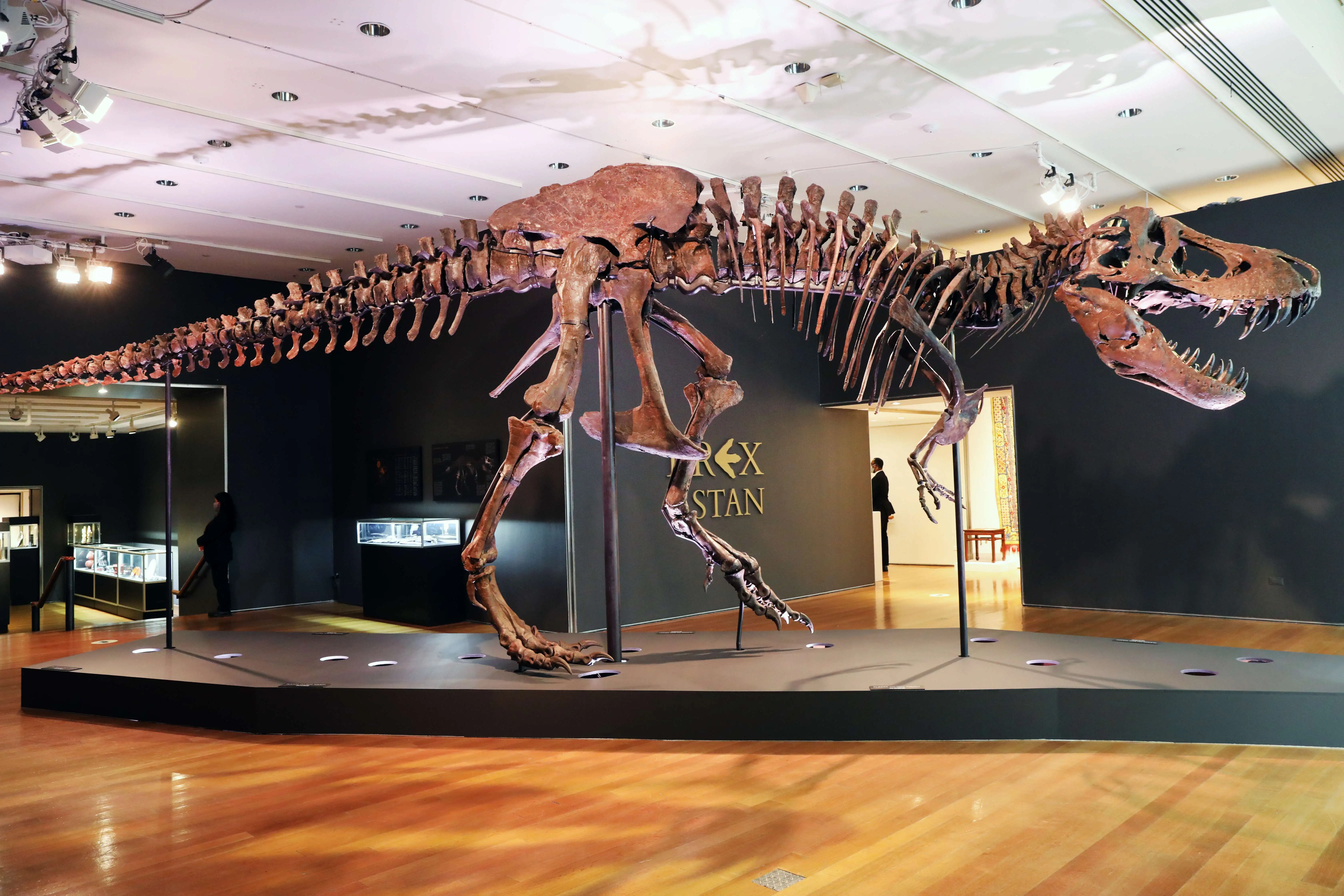 T-Rex fossil Auction: The million-dollar dinosaur: T-Rex fossil fetches ...
