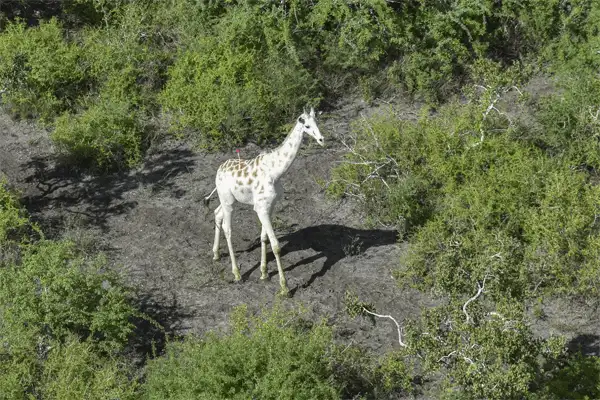 World's only known white giraffe fitted with GPS tracking device - The ...