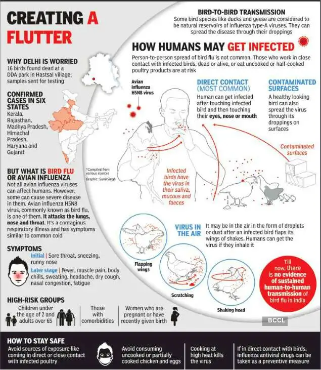Bird flu among humans is rare, but here’s what you can do to stay safe ...