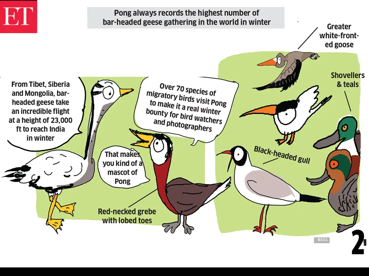 A long winter trip of the migratory birds - The Economic Times
