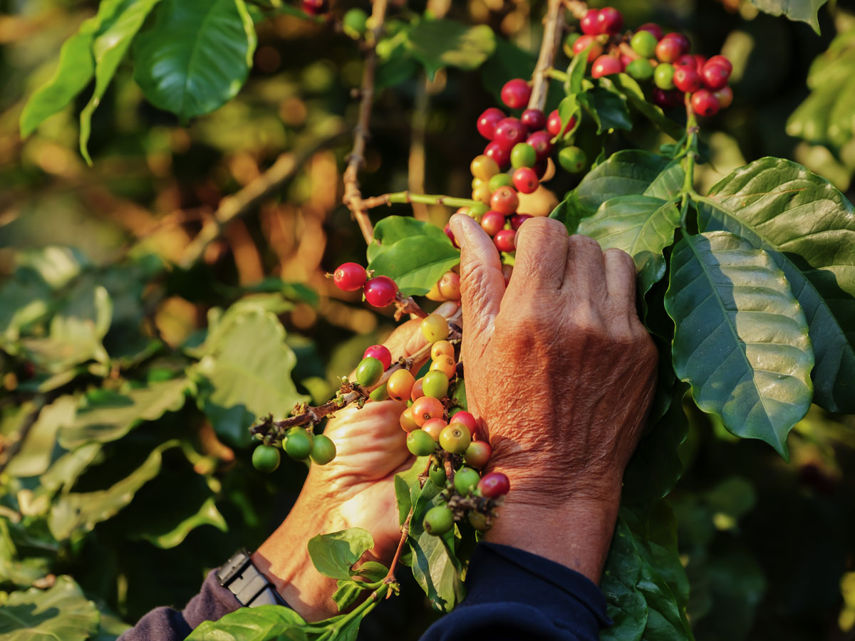 coffee: The world is facing a coffee deficit in supply chain ‘nightmare ...