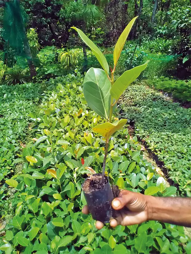 The gift that keeps giving: Why we began growing trees as greetings ...