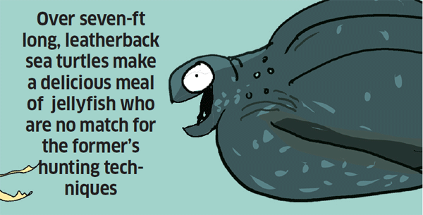 Venom and stings: The most venomous marine animal is a jellyfish — and ...