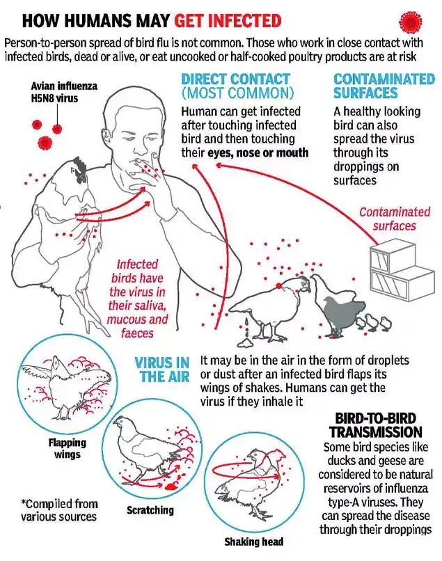 Bird flu: 12-year-old boy suffering from bird flu dies at AIIMS in ...