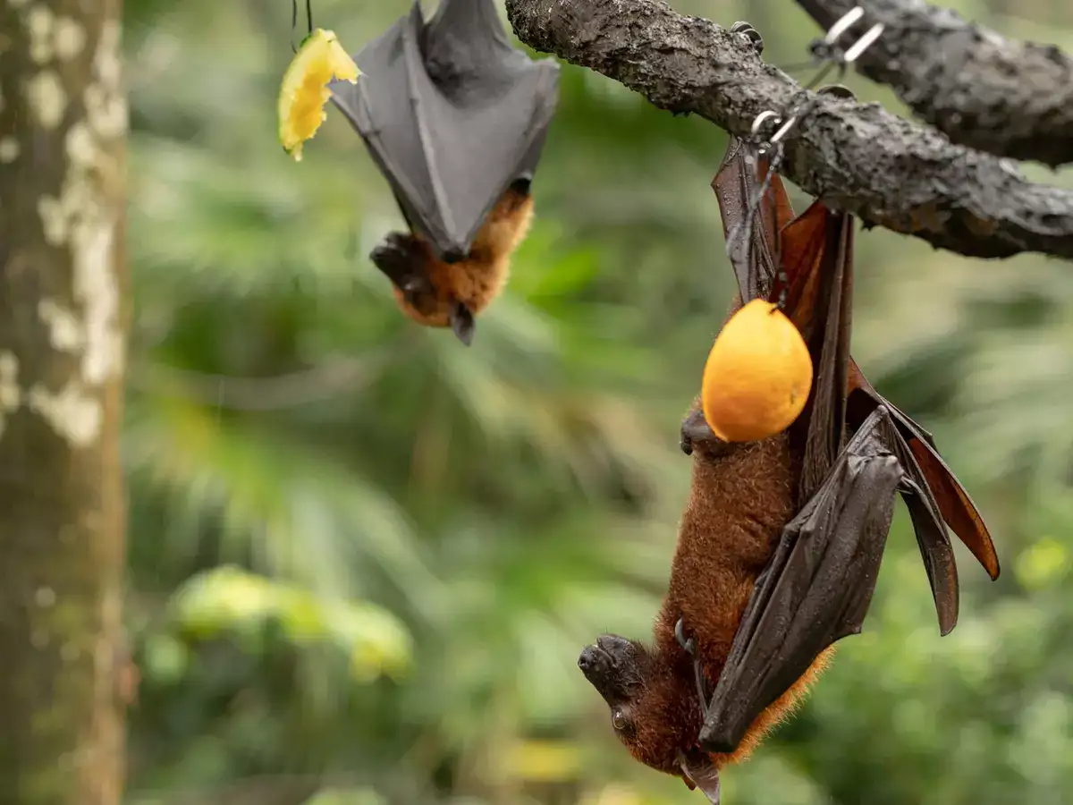 Nipah virus strikes again: Deadly symptoms, prevention, everything you ...
