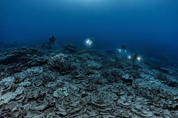 Scientists find rare, pristine rose-shaped coral reef off Tahiti coast ...