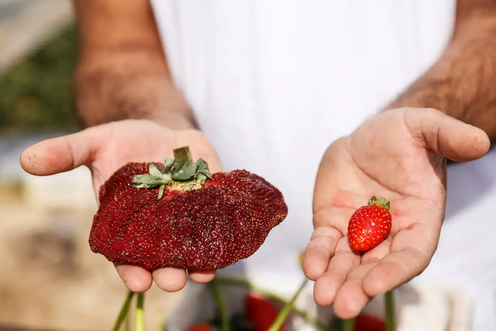 largest strawberry: Mammoth Israeli strawberry becomes the heaviest and ...