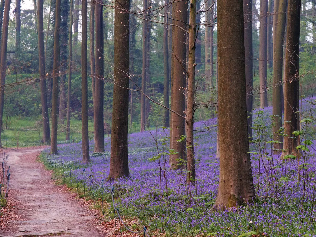 Belgian bluebells: A balm for the soul for your blue days amid Covid ...