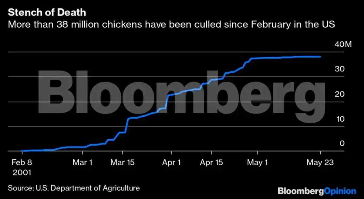 chicken: Now even chicken is getting too expensive? - The Economic Times