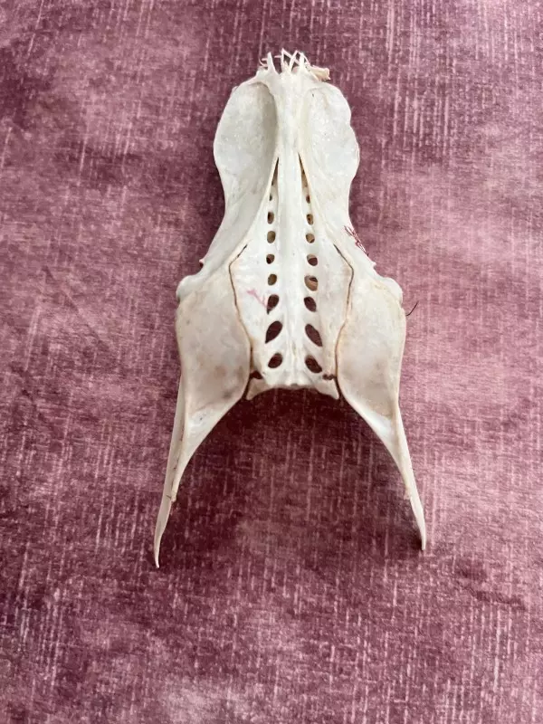 dragon skull: Strange 'dragon skull' found on a beach in Britain. See ...