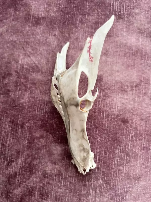 dragon skull: Strange 'dragon skull' found on a beach in Britain. See ...