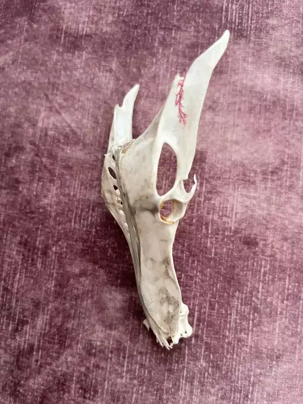 dragon skull: Strange 'dragon skull' found on a beach in Britain. See ...