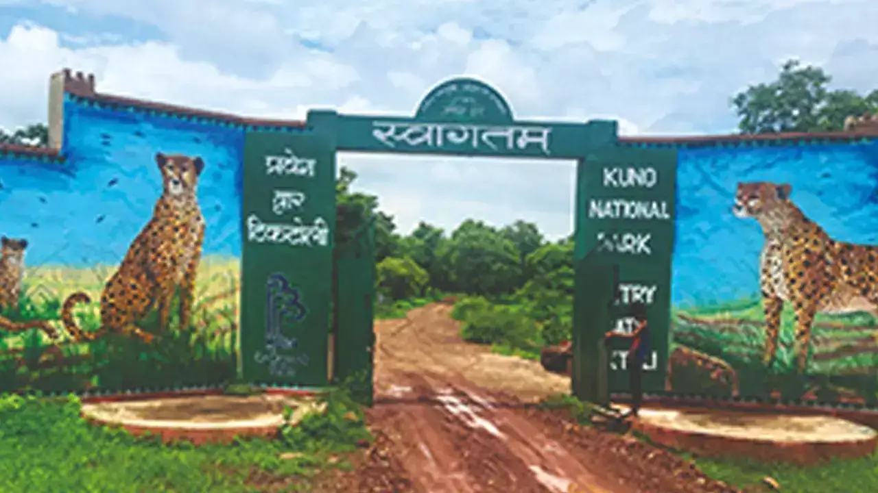 india: India welcomes back cheetahs after 7 decades of extinction: Key ...