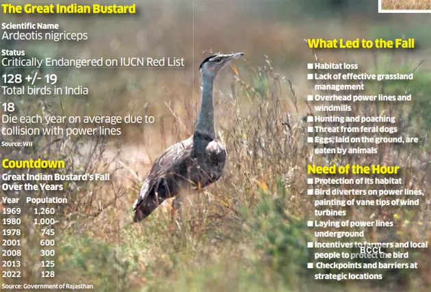 great indian bustard: The Great Indian Bustard: Once in the race to ...