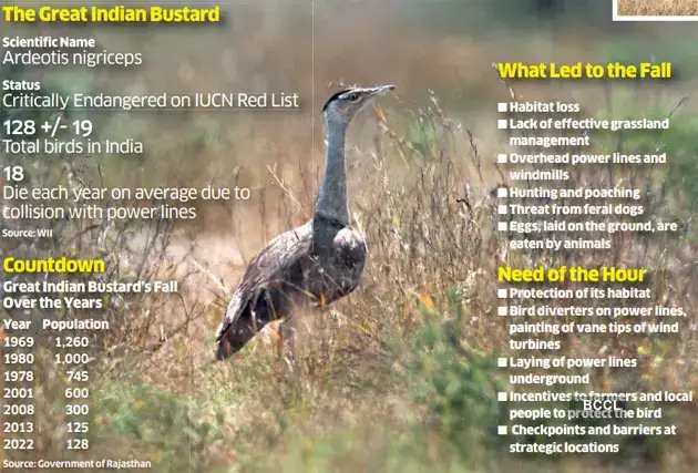 great indian bustard: The Great Indian Bustard: Once in the race to ...