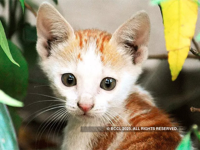 Listen up, pet lovers: Kittens too need early training to make them ...