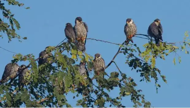 Amur falcons, the world’s longest travelling raptors, touchdown at new ...
